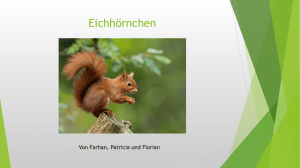 Steckbrief Eichhörnchen
