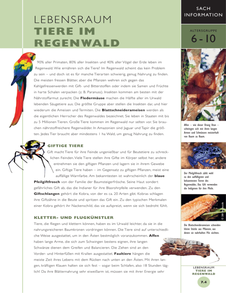 LEBENSRAUM TIERE IM REGENWALD